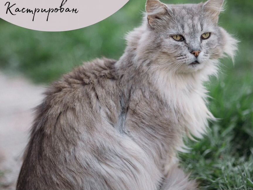 Котик ищет семью