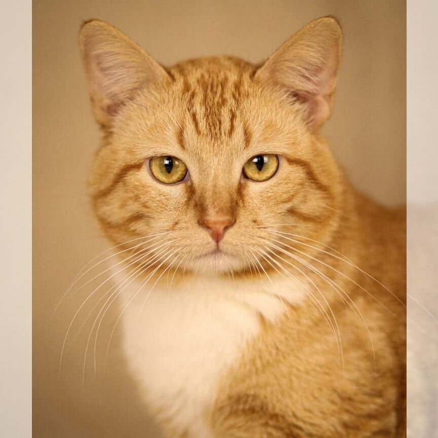 Рыжий-кот красавчик в добрые руки