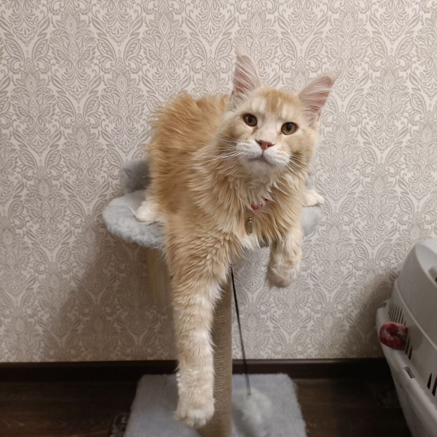 Вещи для кошек