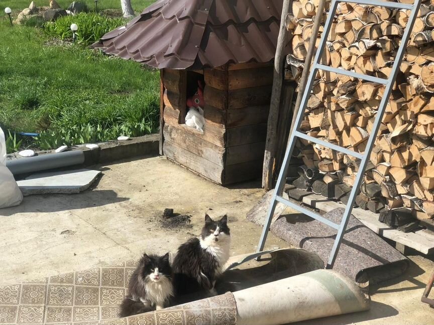 Коты подкидыши