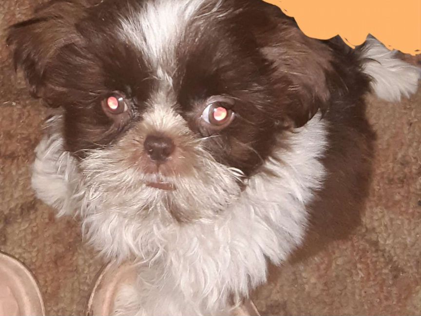 Ши-тцу Бело-Коричневая, с шоколадным носом