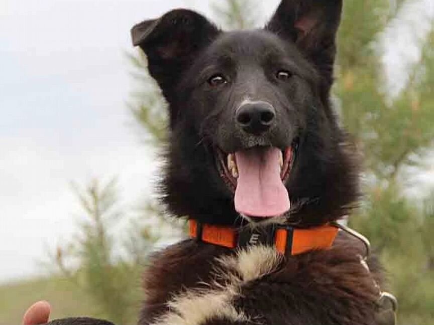 Собака в добрые руки отдам бесплатно щенки