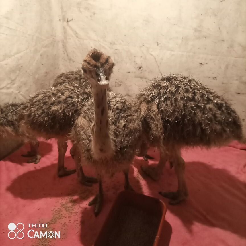 Продам страусят юа