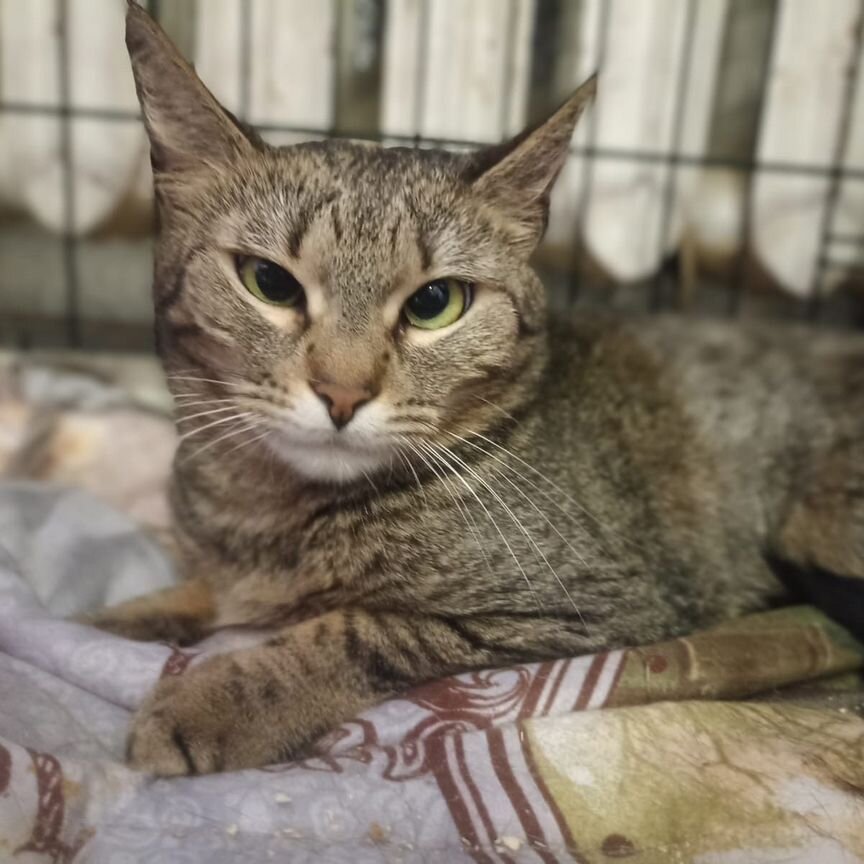 Кошка Мурка в надежде встретить своего Человека