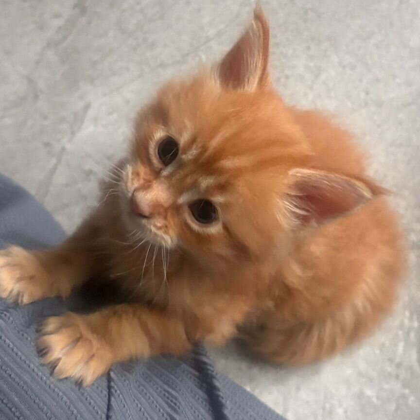 Мейн-кун котёнок