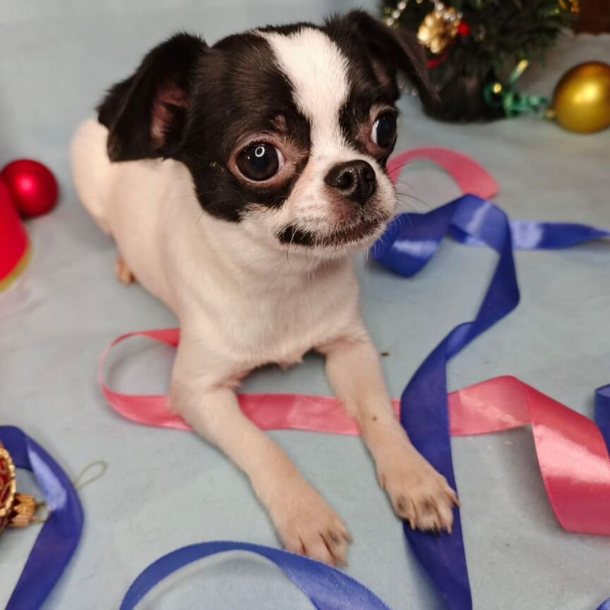 Щенки чихуахуа