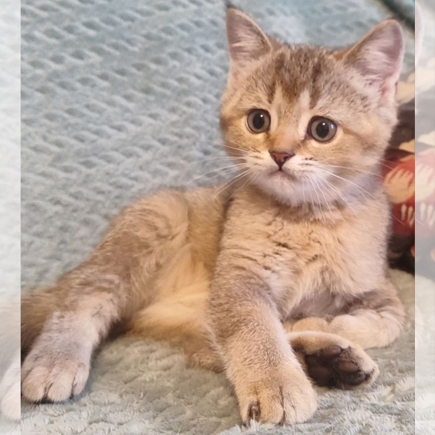 Шотландский прямоухий короткошёрстный котёнок