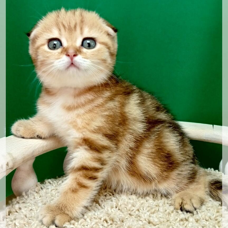 Шотландский вислоухий короткошёрстный котёнок