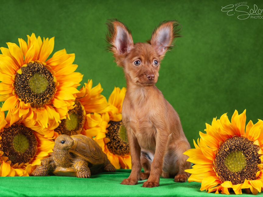 Мальчик Русского Тоя д/ш