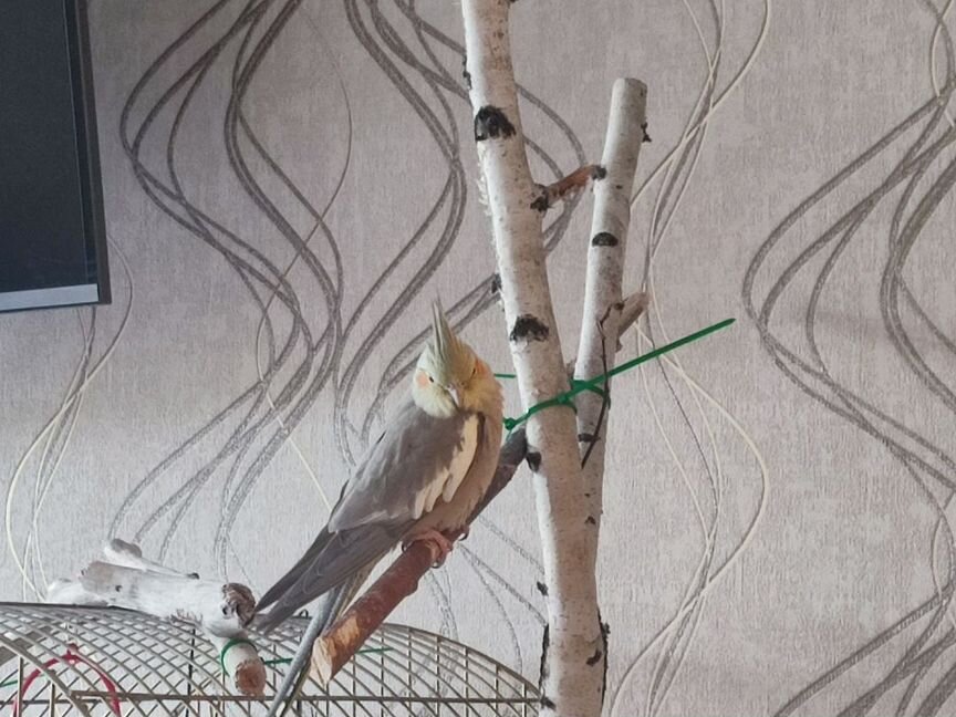 Попугай корелла с клеткой