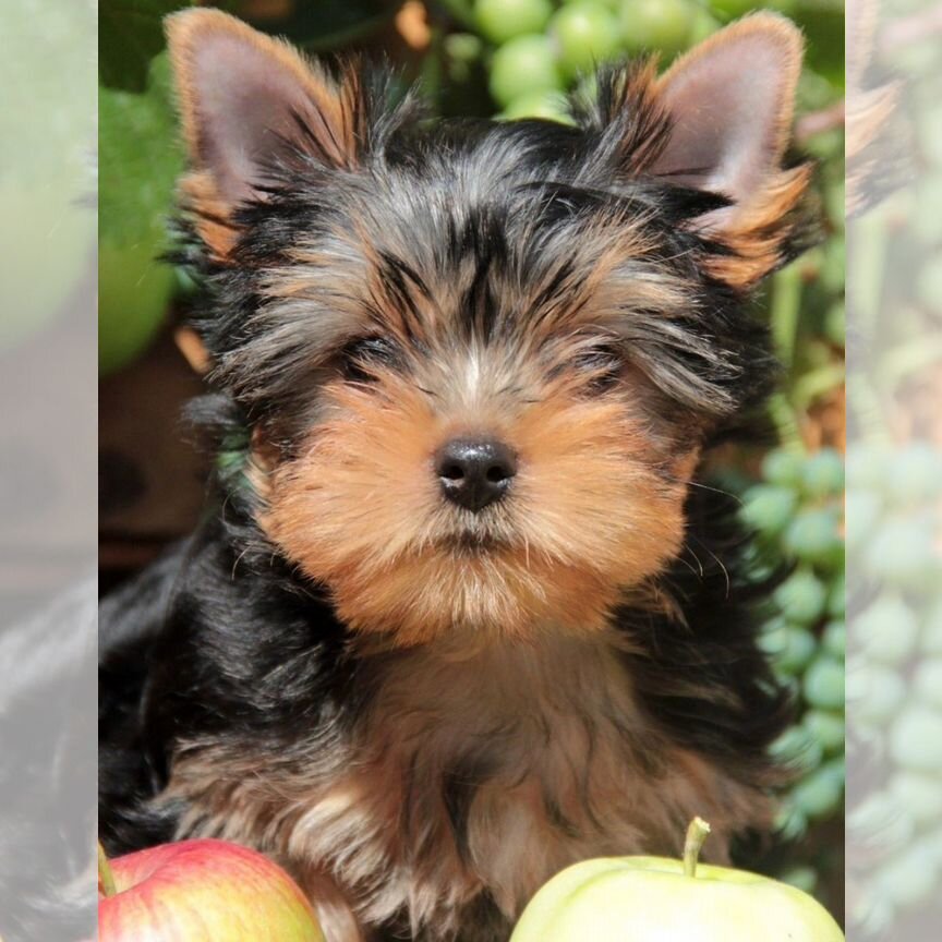 Йоркширский терьер, щенок