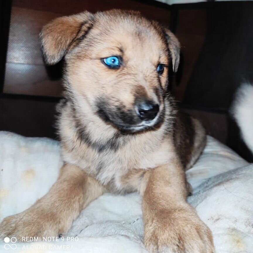 Щенок в добрые руки