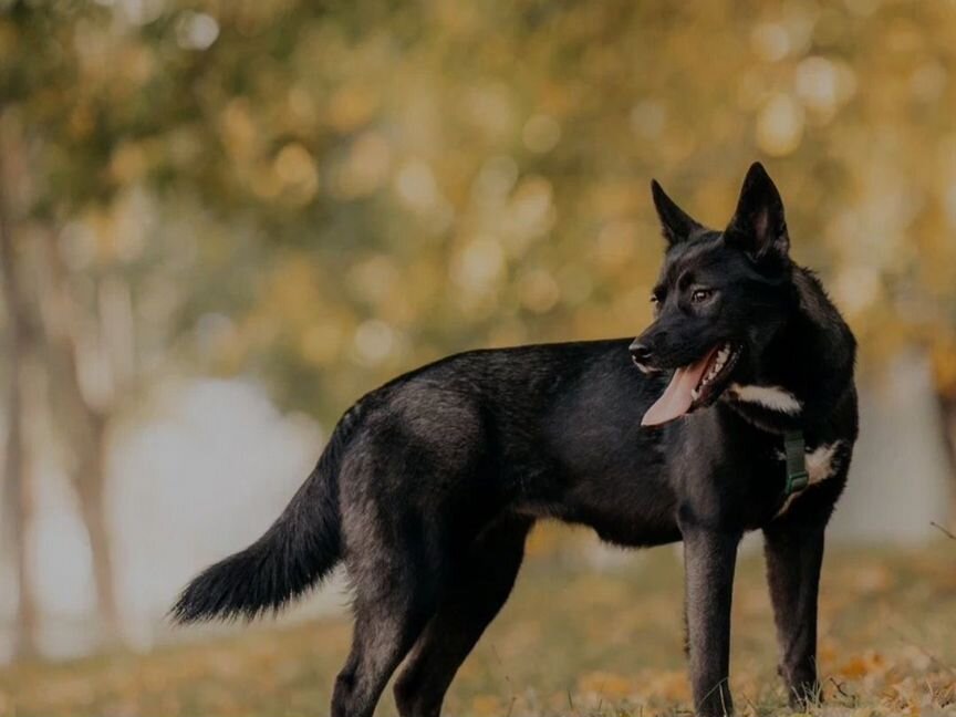 Собака в добрые руки из приюта