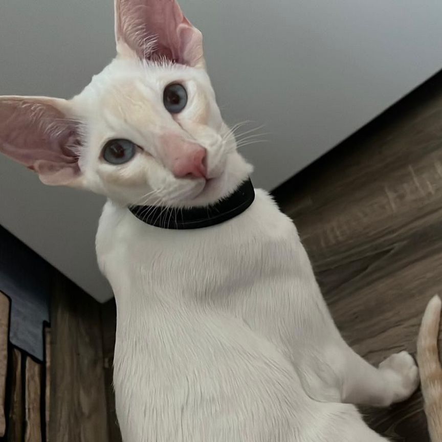 Ориентальные котята