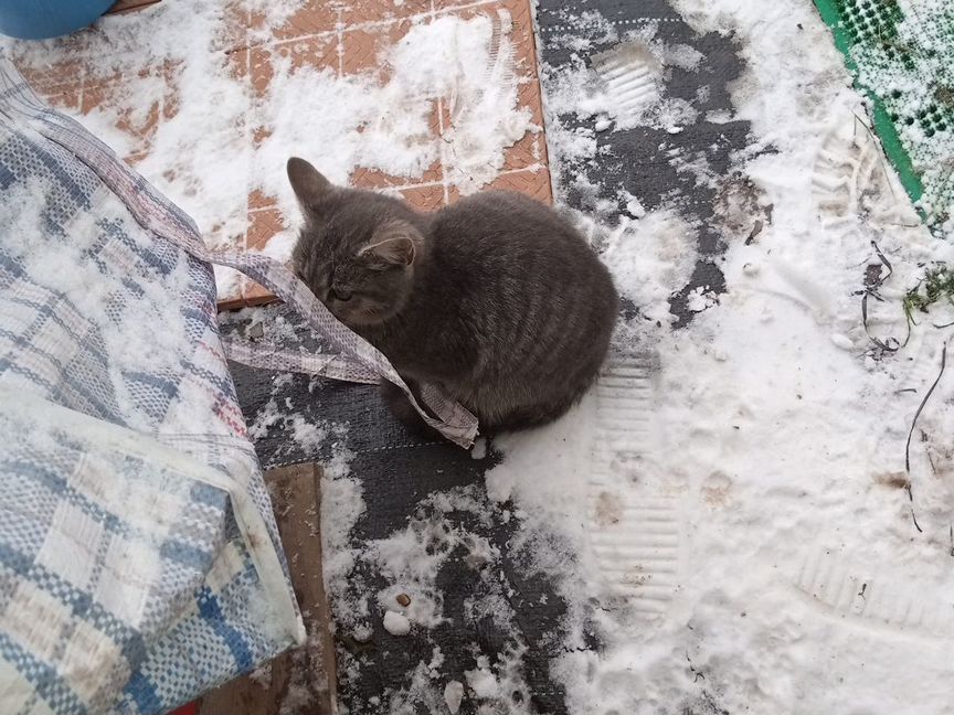 Отдам бесплатно котенка в добрые руки