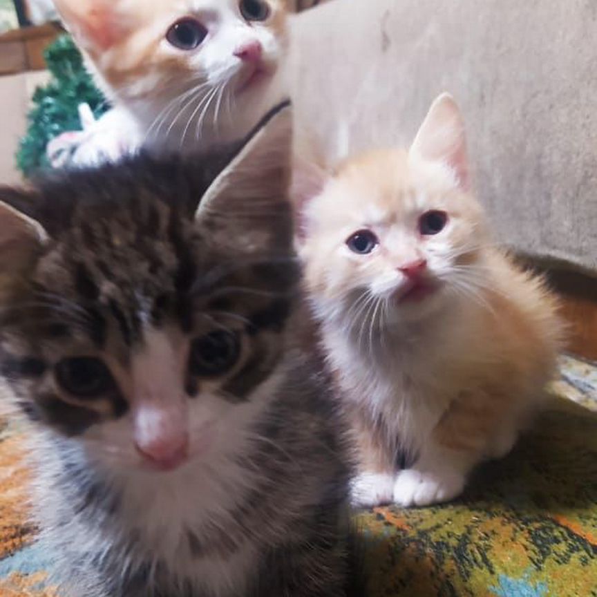 Котята потомственной кошки-крысоловки