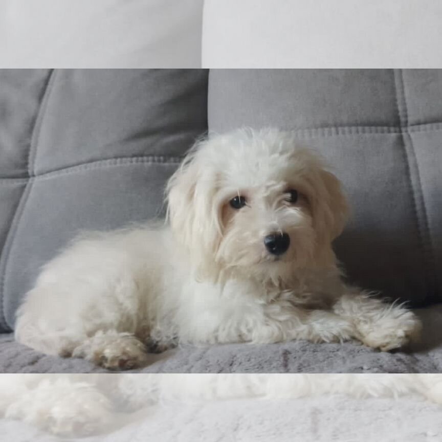 Мальтипу, щенок