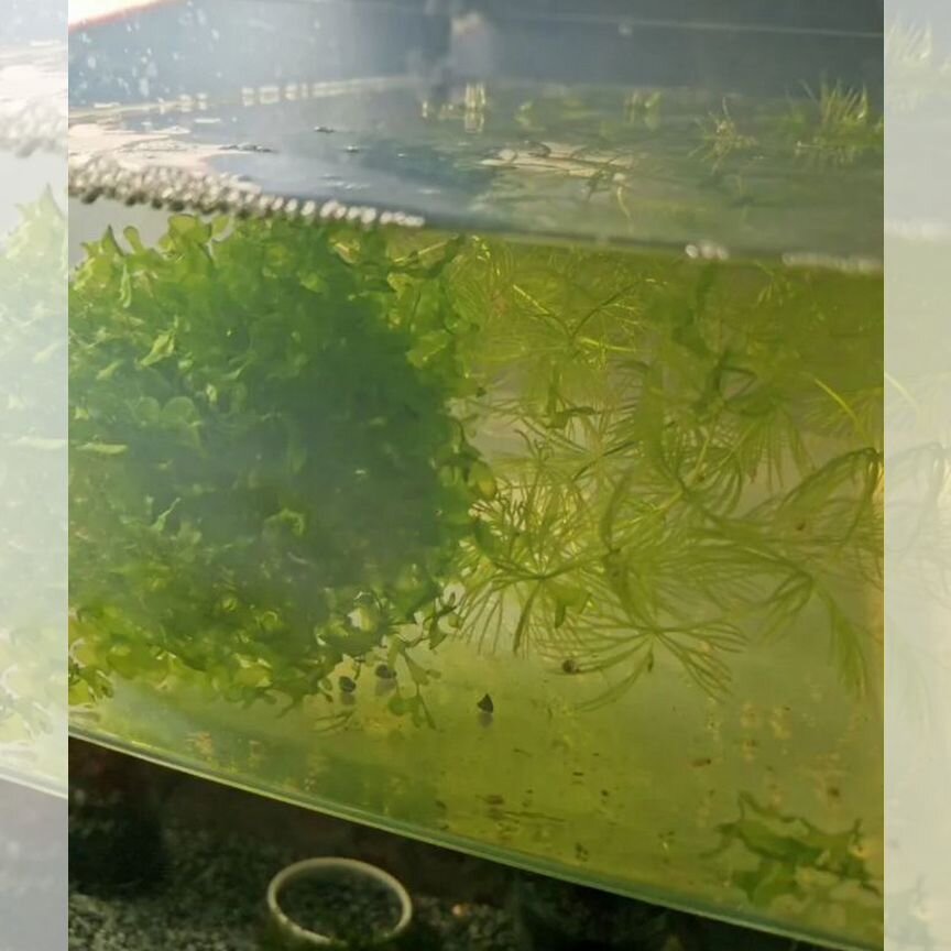 Растения прополка мох и роголистник