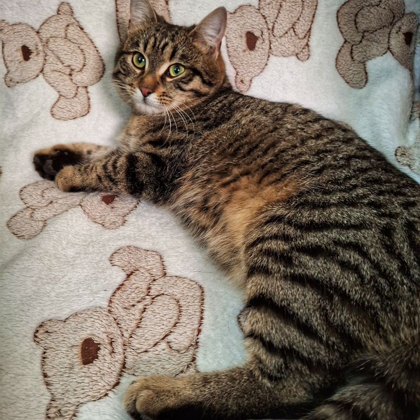 Кошка ищет дом