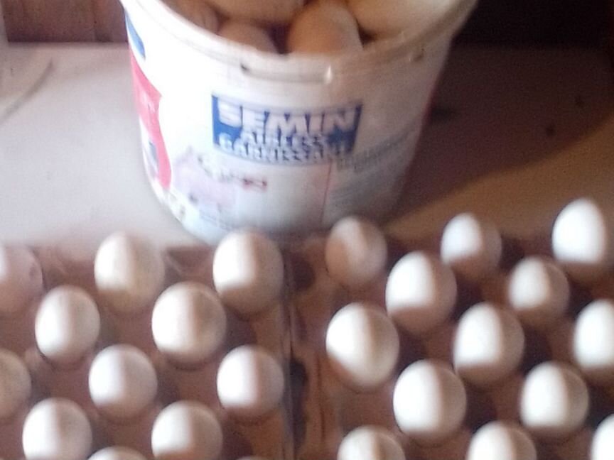 Гусинтые яйца