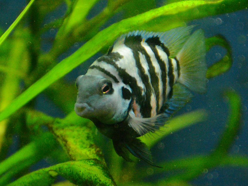 Сапфировый попугай