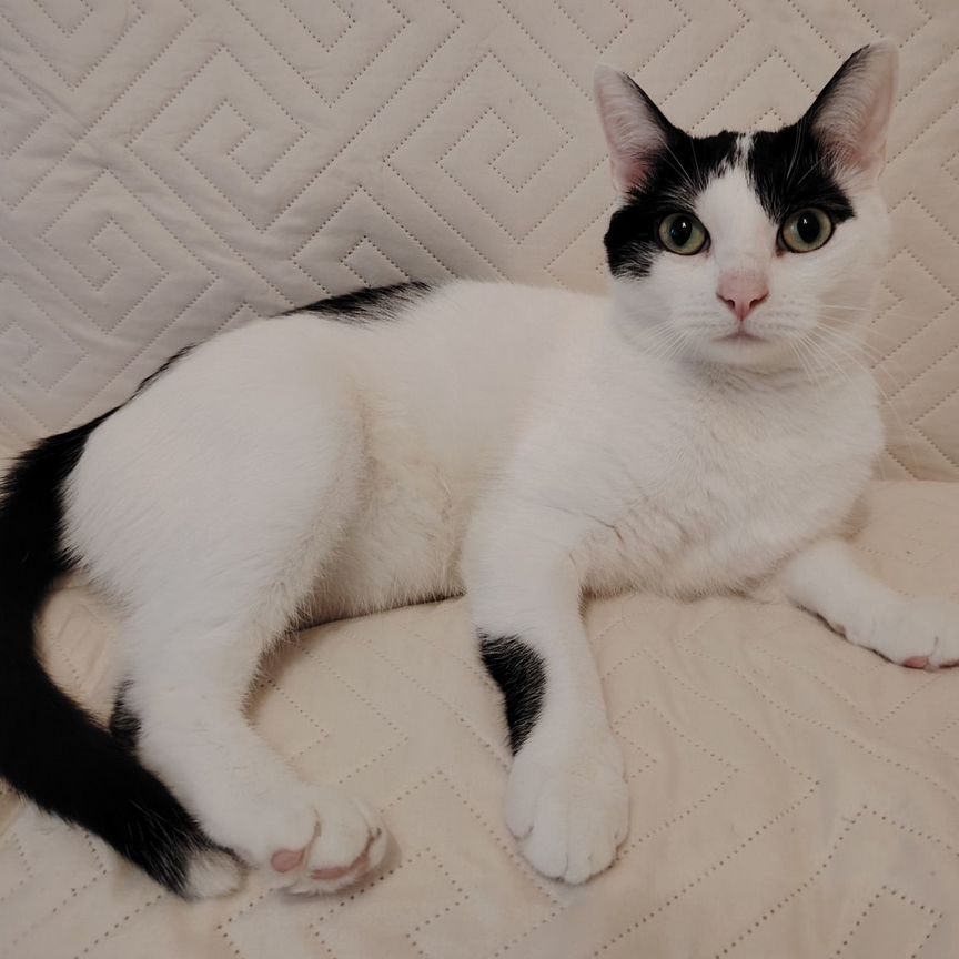 Взрослый кот в добрые руки