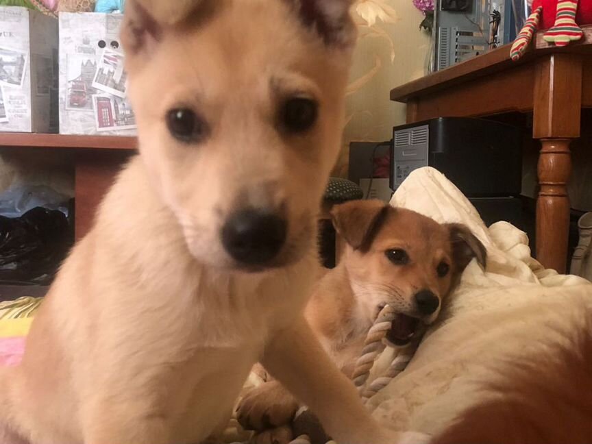 Собака в добрые руки отдам бесплатно