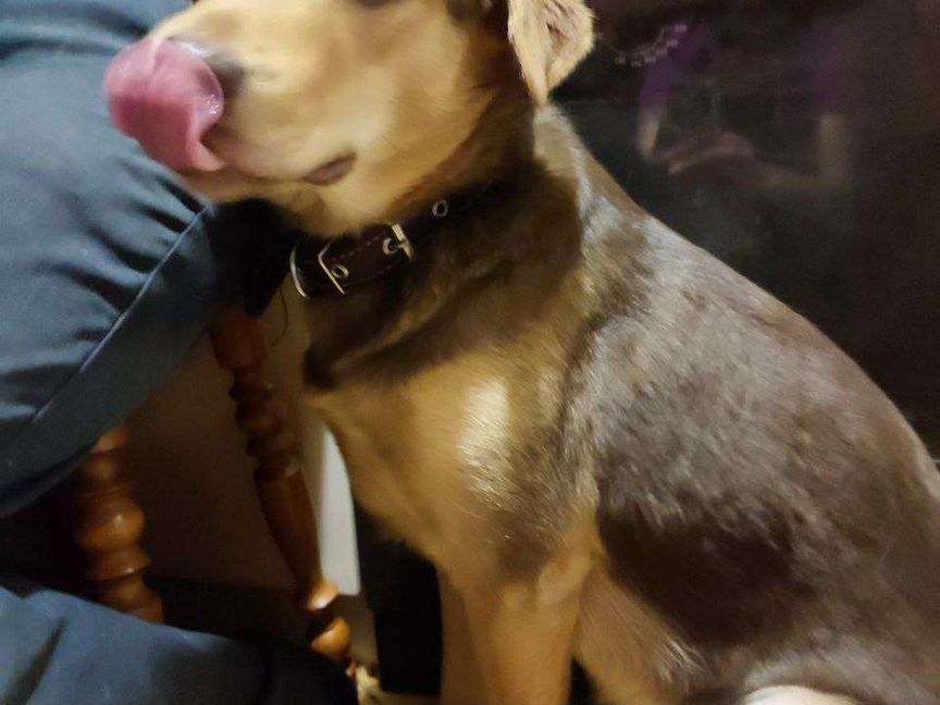 Собака в добрые руки