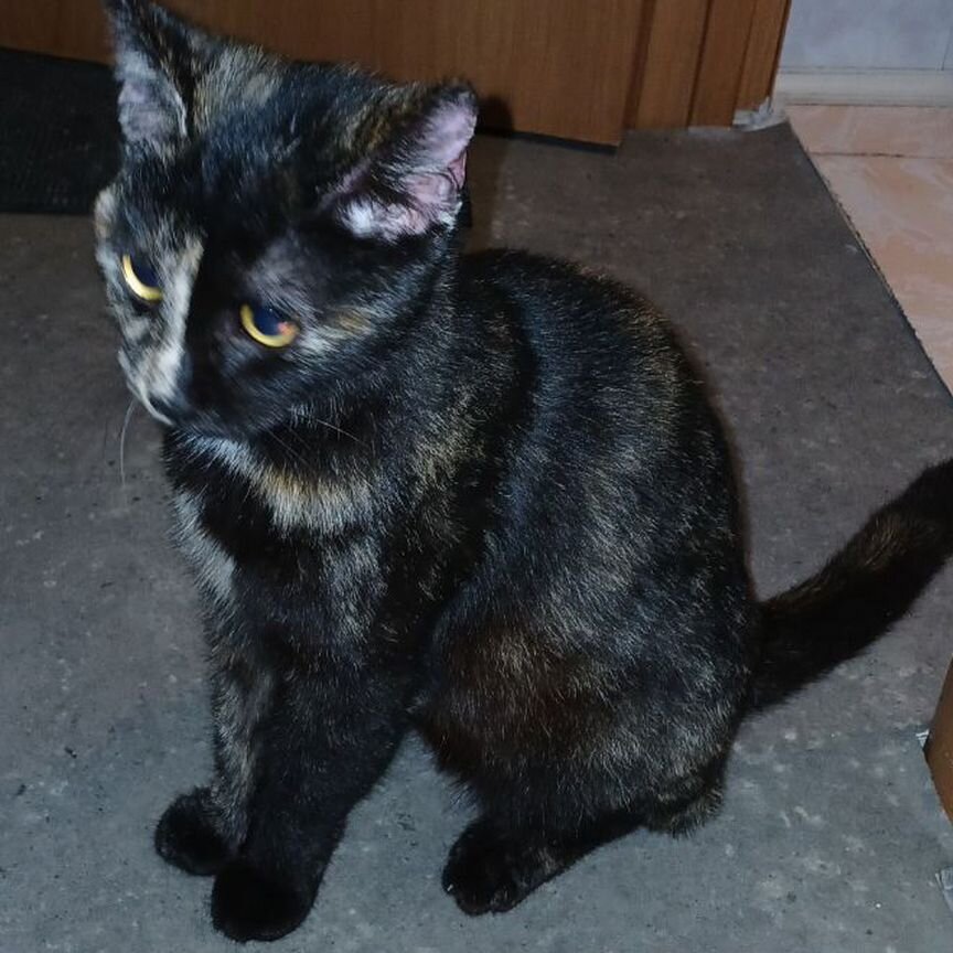 Сиамская кошка, взрослая