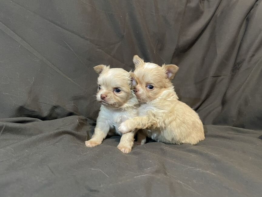 Милашки чихуахуа