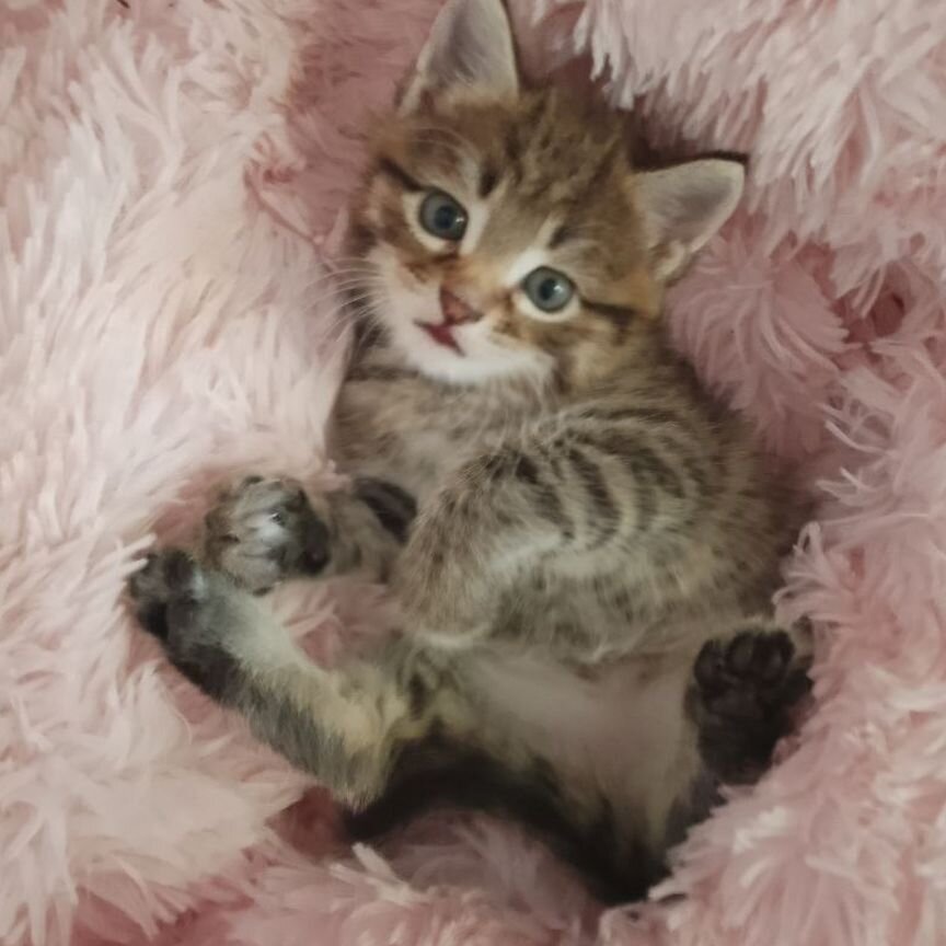 Отдам котят в добрые руки
