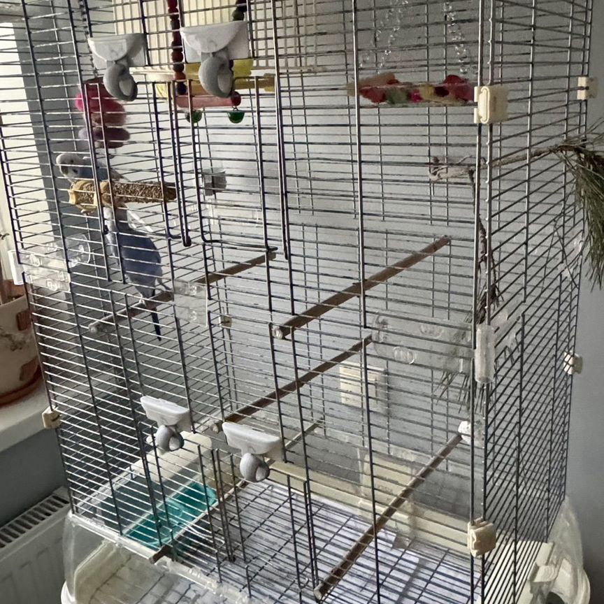 Пара попугаев с клеткой Hagen Vision