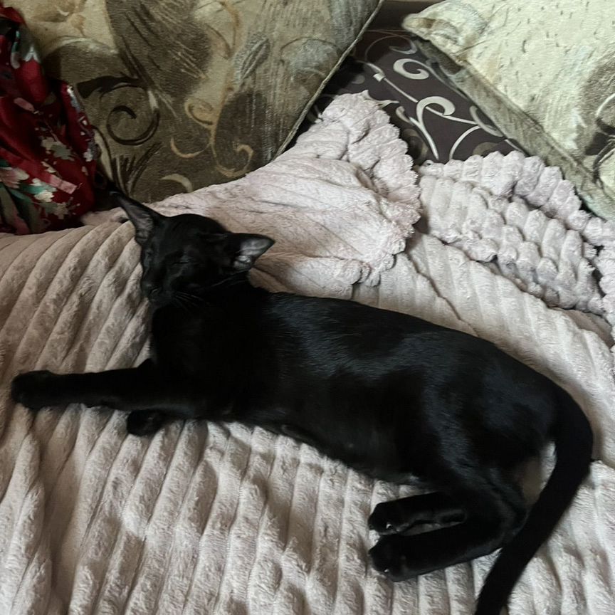 Ониентальная кошечка