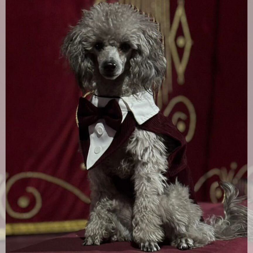 Той-пудель, взрослая собака