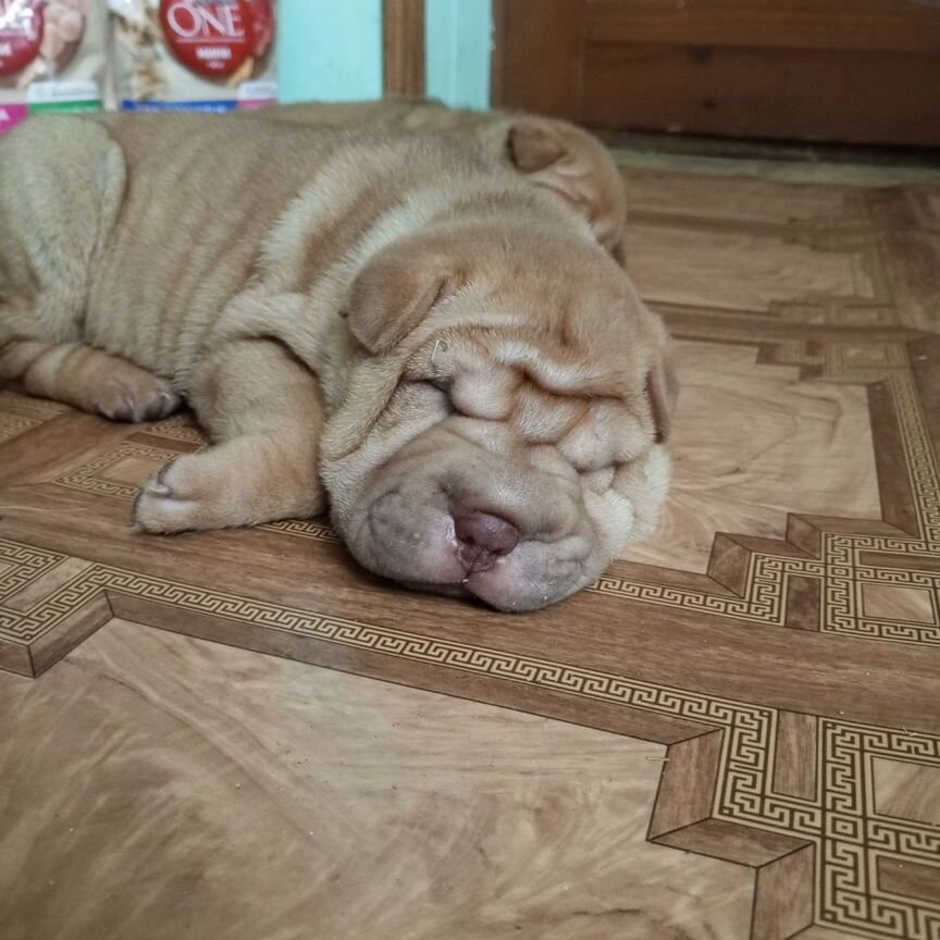 Продаются складчатое чудо