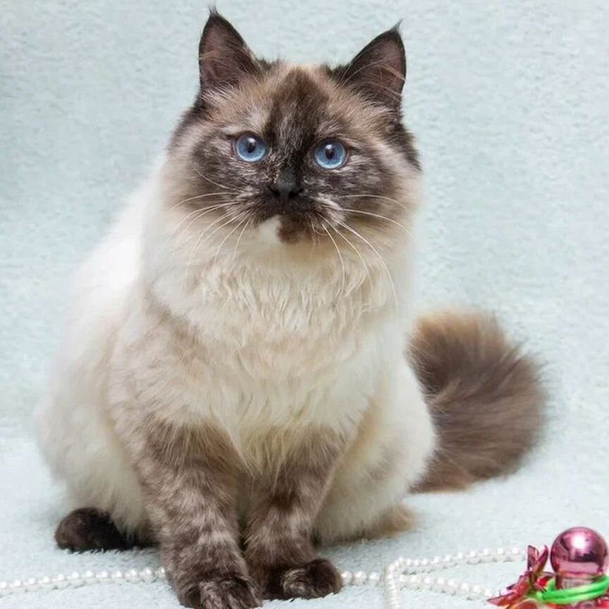 Невский маскарадный котёнок