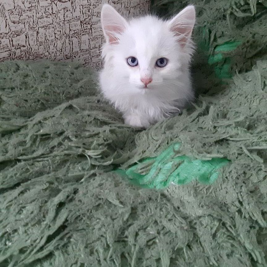 Фигурки кошечки собачки