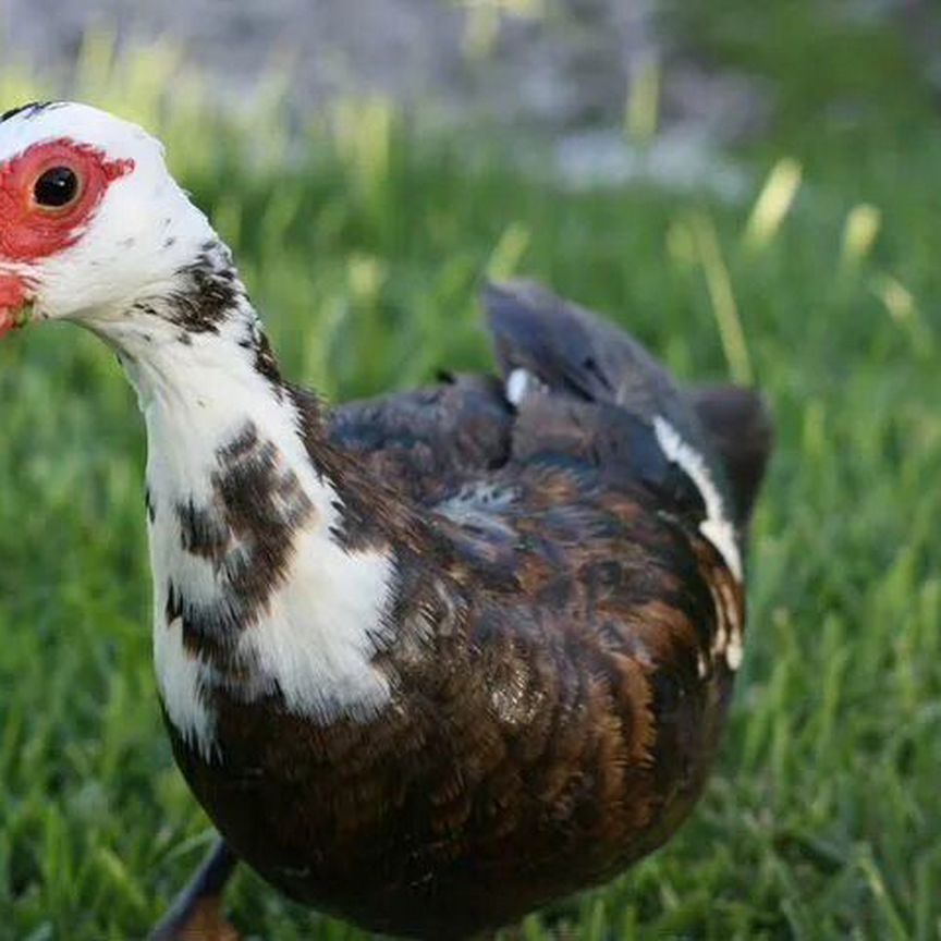 Продам уток шипунов