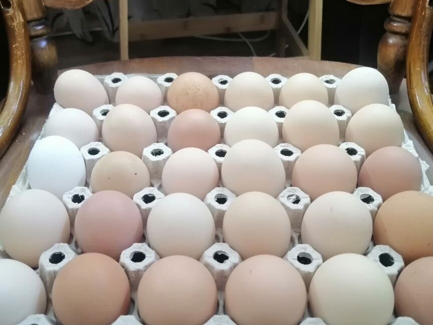 Яйцо куриное