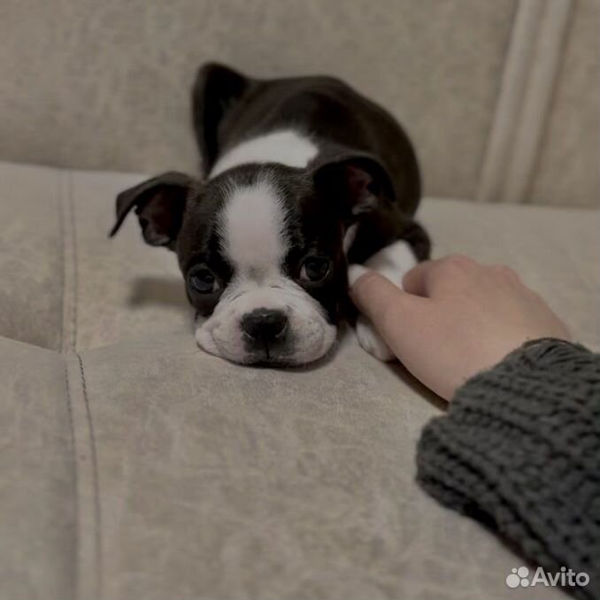 Бостон терьер