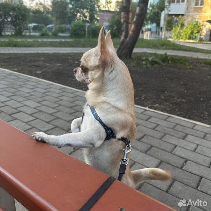 Вязка кобель чихуахуа мини