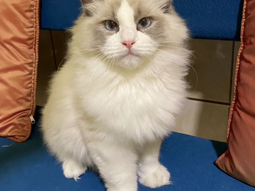 Котята регдолл