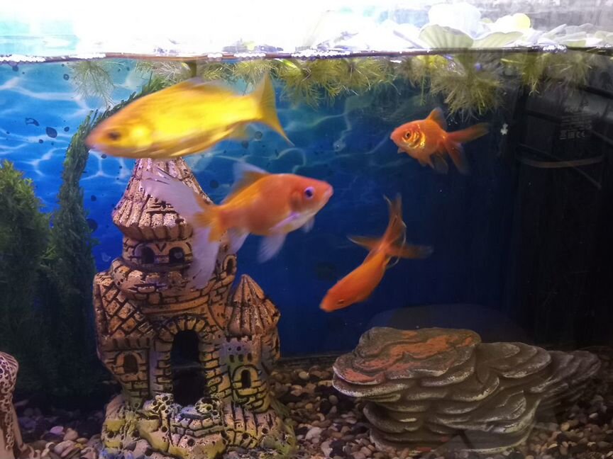 Аквариумные рыбы