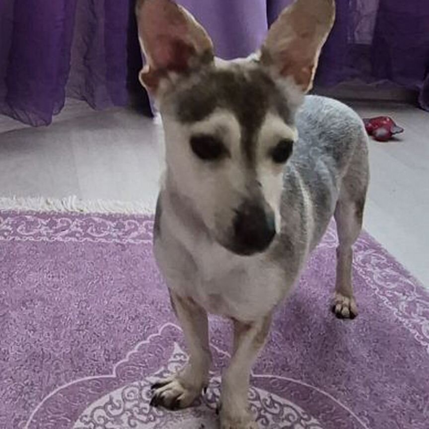 Взрослая собака в добрые руки