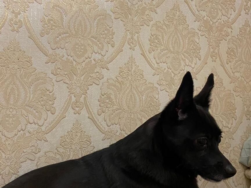 Найдена собака