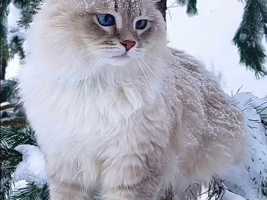 Пушистые котята в добрые руки