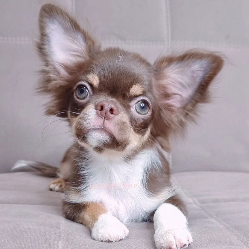 Чихуахуа, щенок