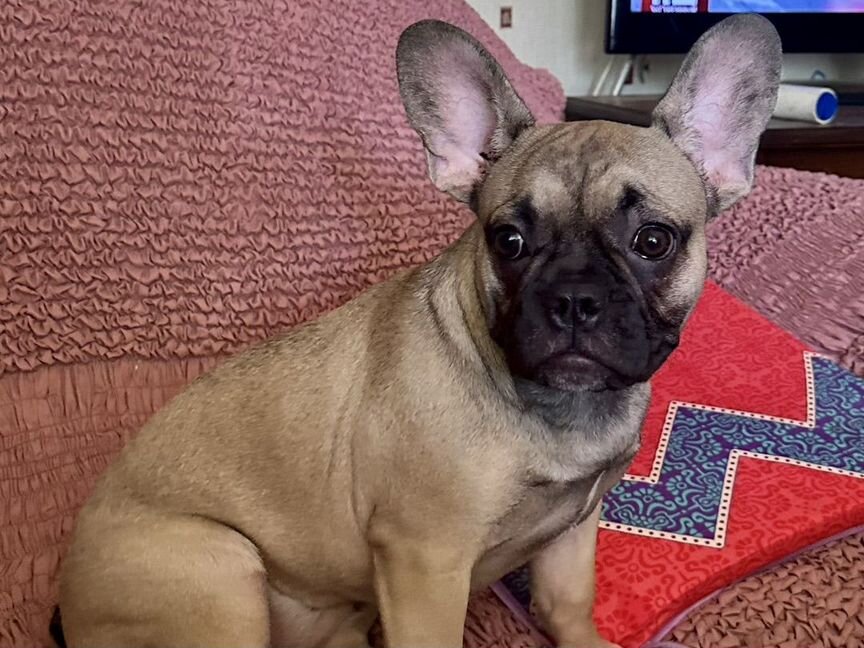 Французский бульдог щенки