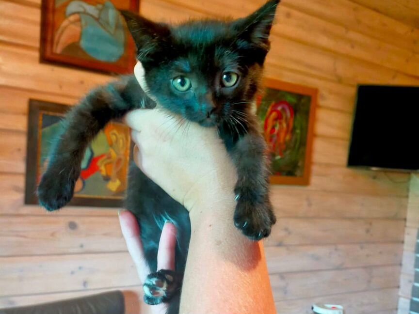 Котенок черный гладкошерстный ищет дом