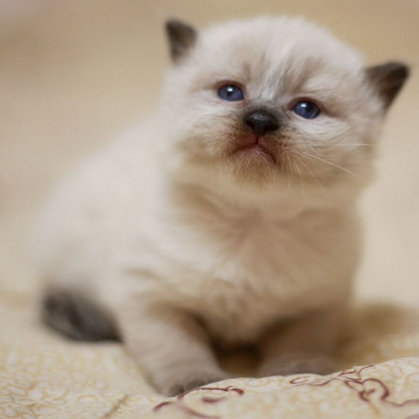 Невский маскарадный мальчик 2